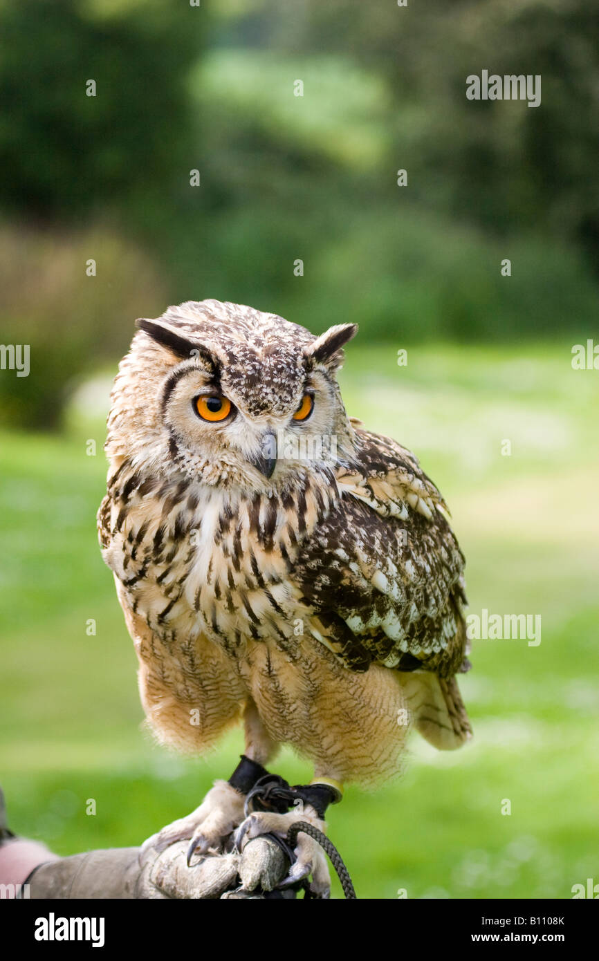 Bird of Prey - Eagle Owl Stock Photo - Alamy