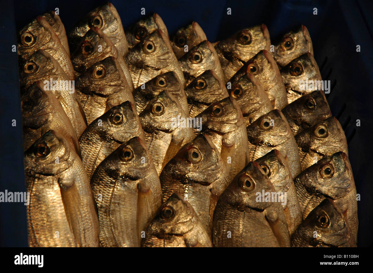 Packed fresh fish waiting for distribution Stock Photo - Alamy