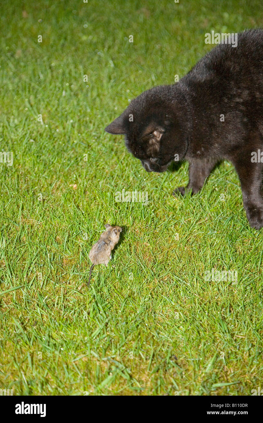 a domestic black cat and a vole it caught at night pictured on a garden ...