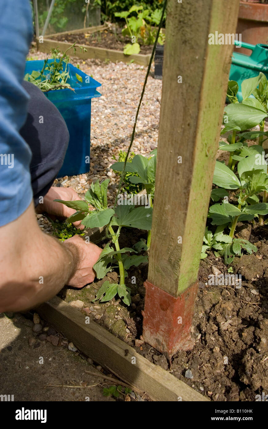 Making Broad bean frame: Step 4 Stock Photo - Alamy