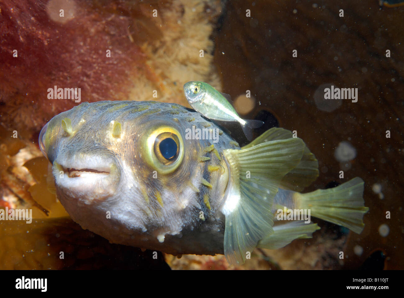 Globefish Porcupinefish Diodon nichthemerus Tasmania Australia Stock ...