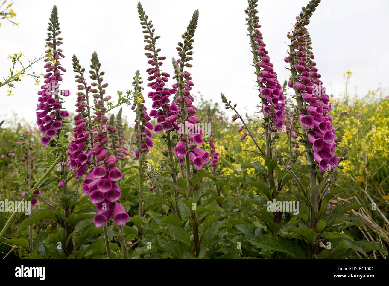 Foxgloves in flower Stock Photo - Alamy
