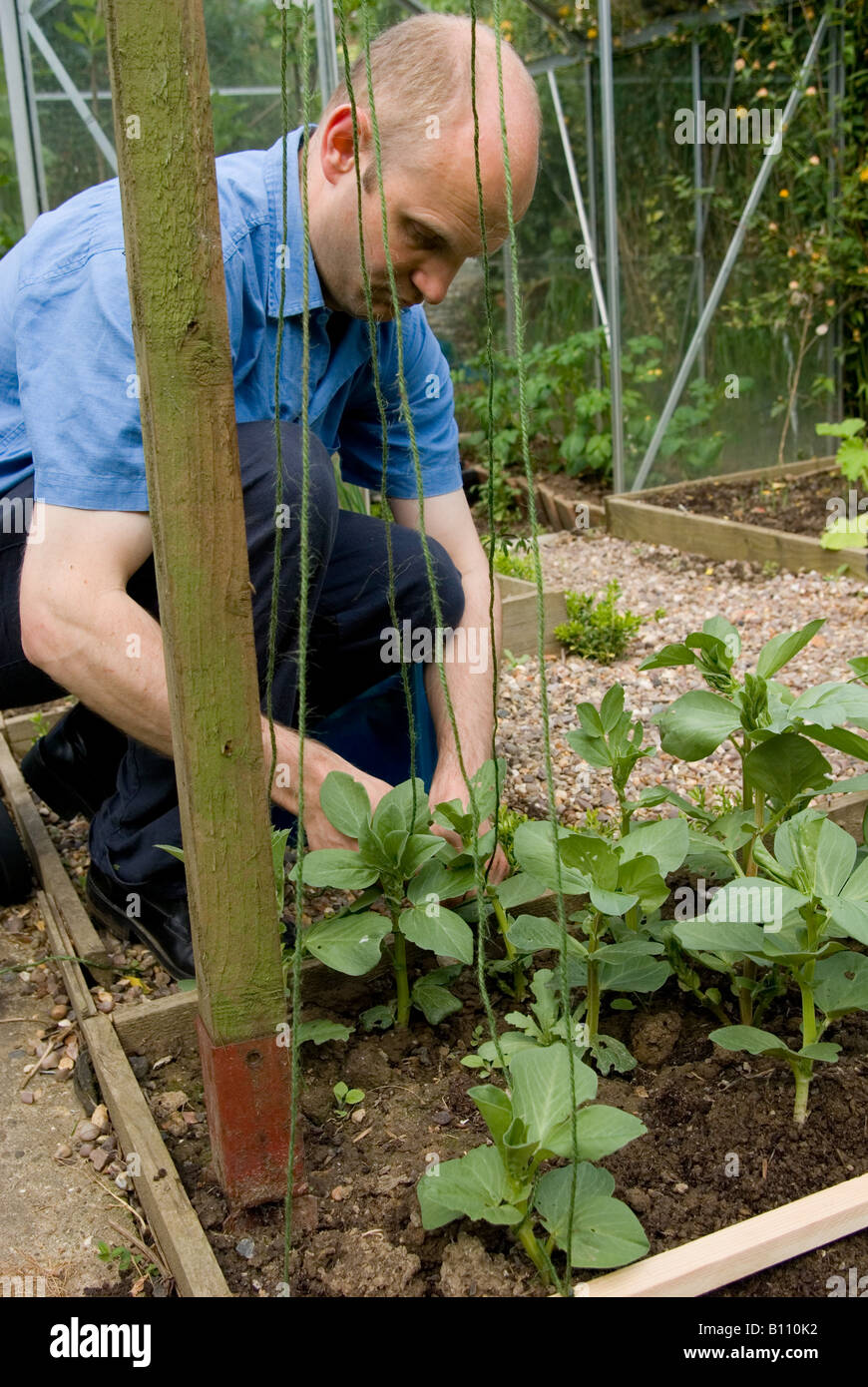Making Broad bean frame: Step 6 Stock Photo - Alamy