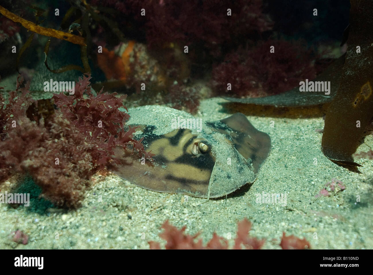 Cruciatus High Resolution Stock Photography and Images - Alamy