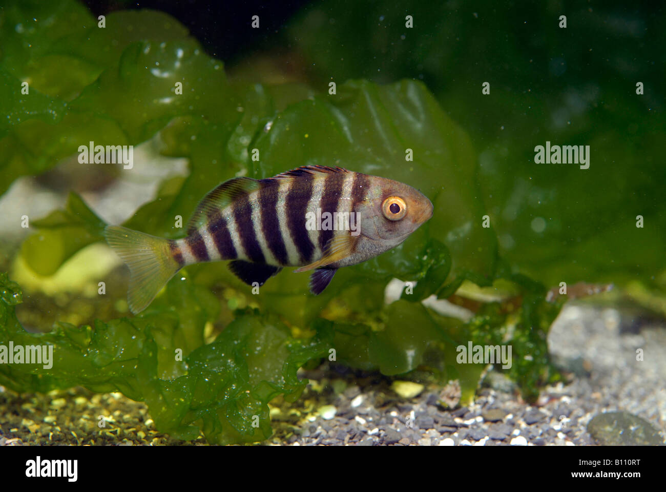 Juvenile fish hi-res stock photography and images - Alamy
