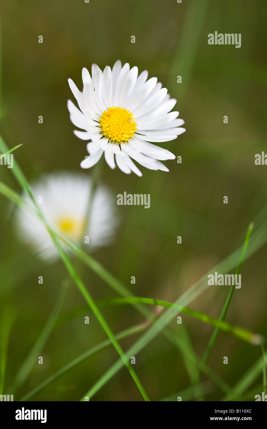 Daisy flower field hi-res stock photography and images - Alamy