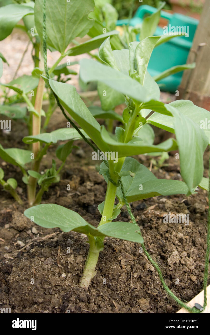 Making Broad bean frame: Step 8 Stock Photo - Alamy