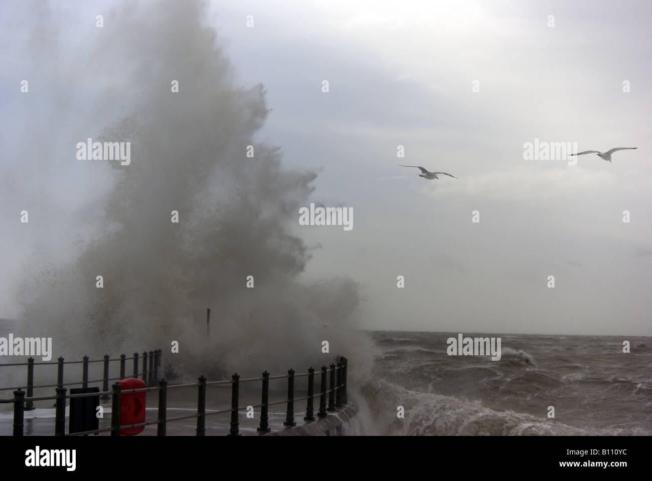 Two gulls flying during a storm Stock Photo - Alamy