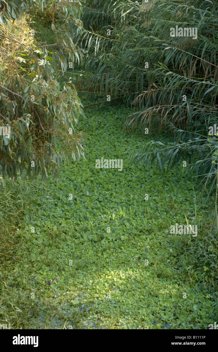 Pistia stratiotes a genus of aquatic plant in the family Araceae often ...