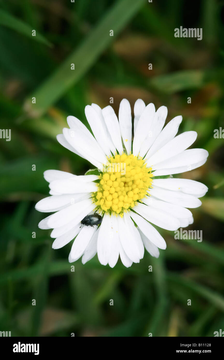 Pollen beetle hi-res stock photography and images - Alamy