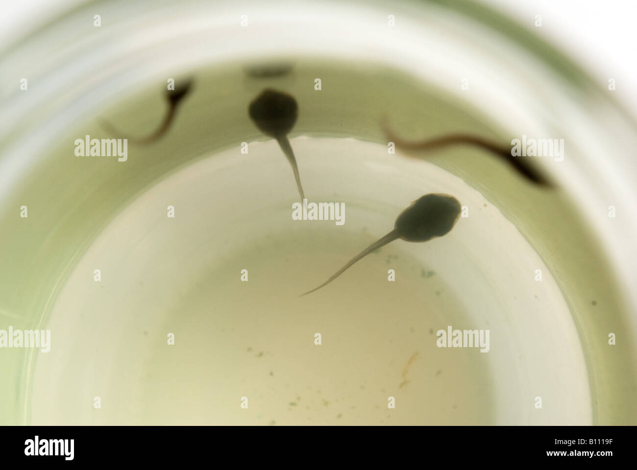 Tadpoles jar hi-res stock photography and images - Alamy