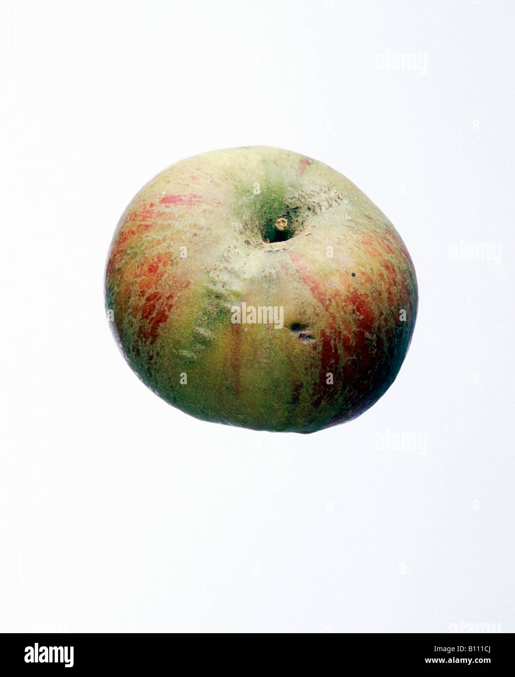 Holsten UK apple Stock Photo - Alamy