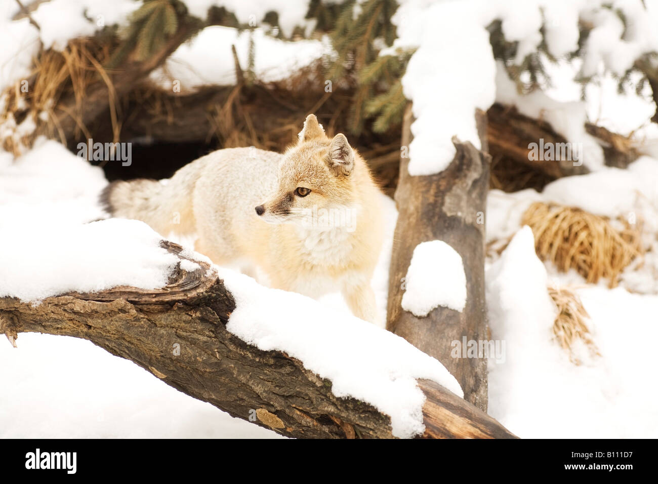 Fox in winter habitat Stock Photo - Alamy
