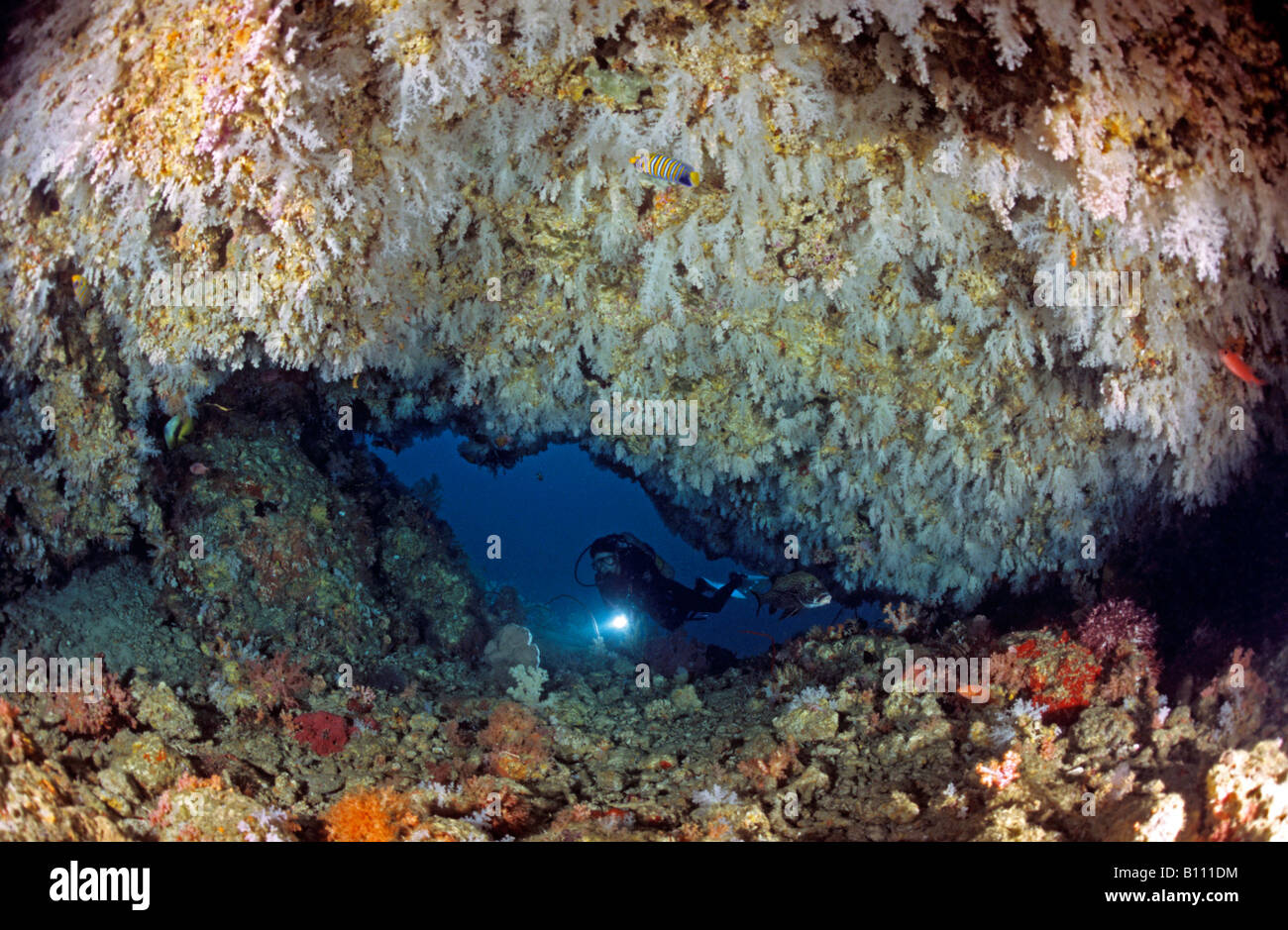 Coral reef overhang hi-res stock photography and images - Alamy