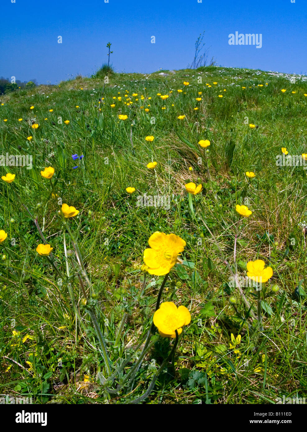 Close up of buttercup flower on green grass with blue sky Stock Photo ...