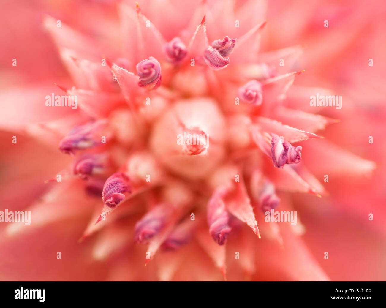 Pink floral center Stock Photo - Alamy