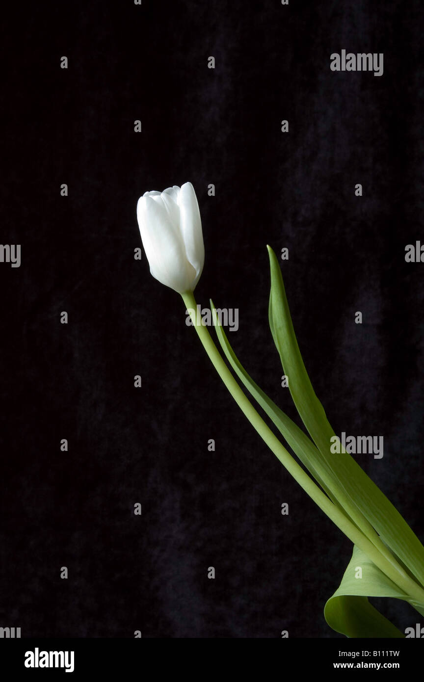 Single flower stem hi-res stock photography and images - Alamy