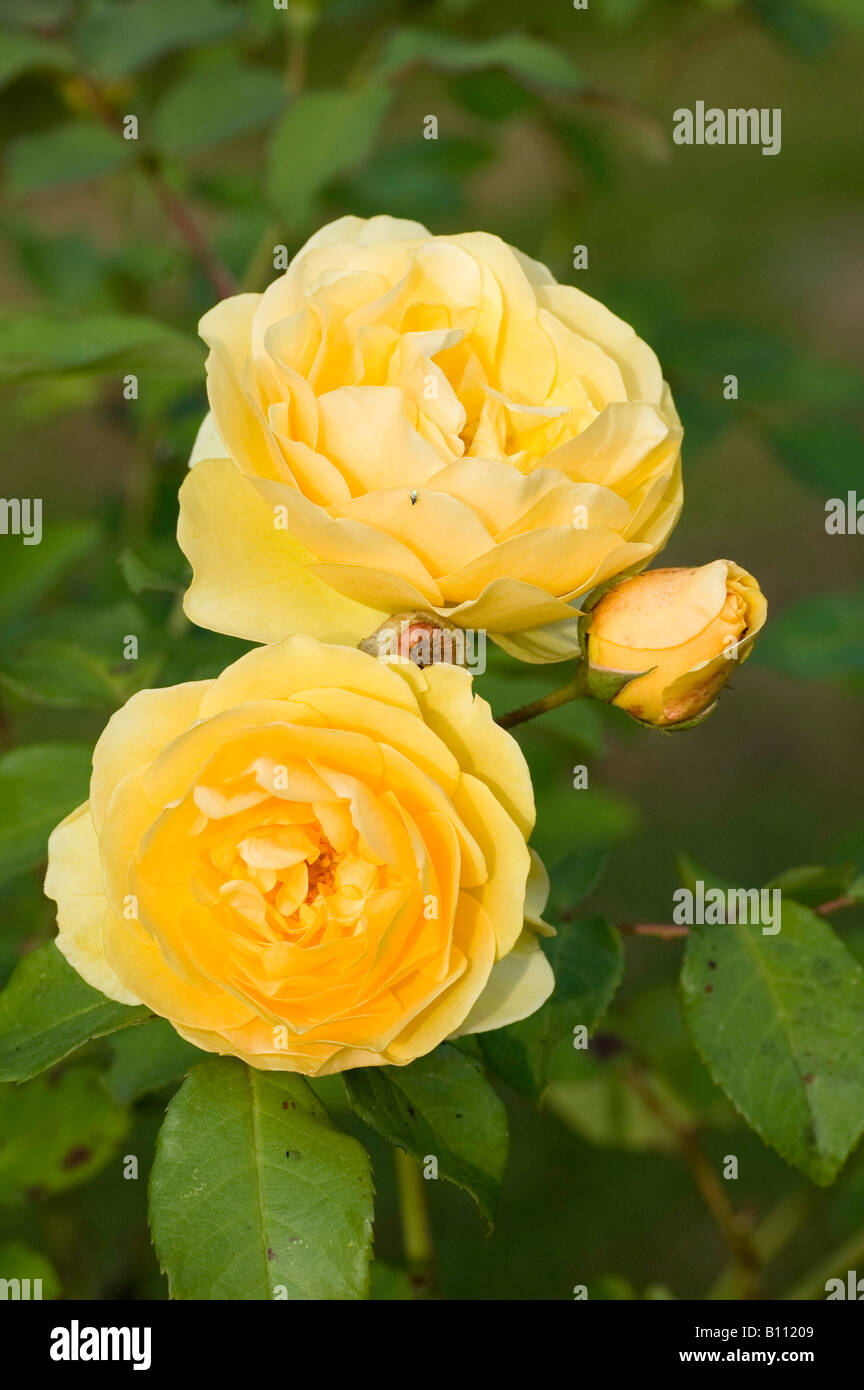 Cluster of golden yellow open roses and bud Stock Photo - Alamy