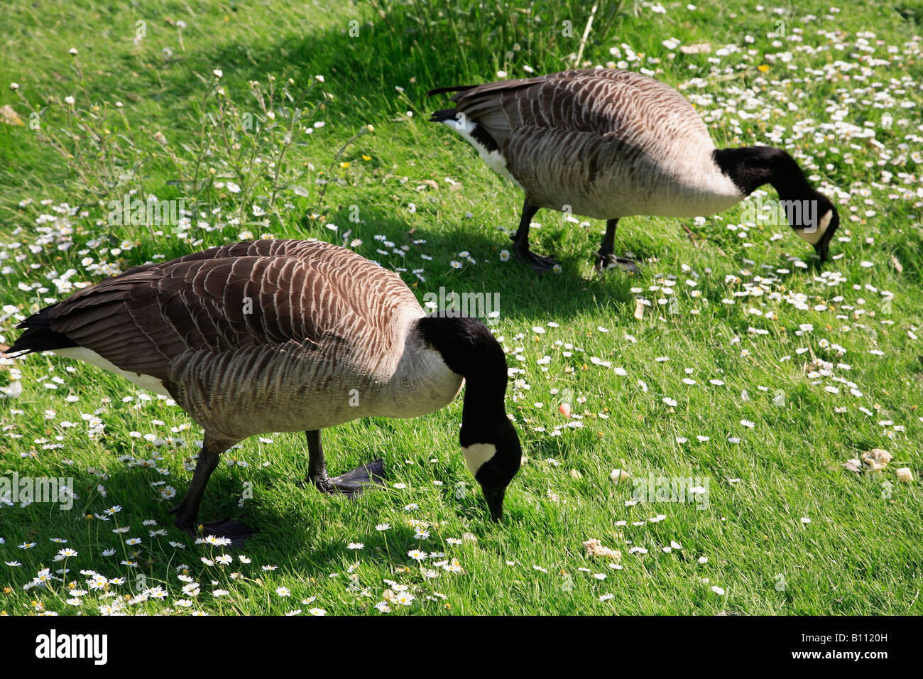 England london st james park hi-res stock photography and images - Alamy