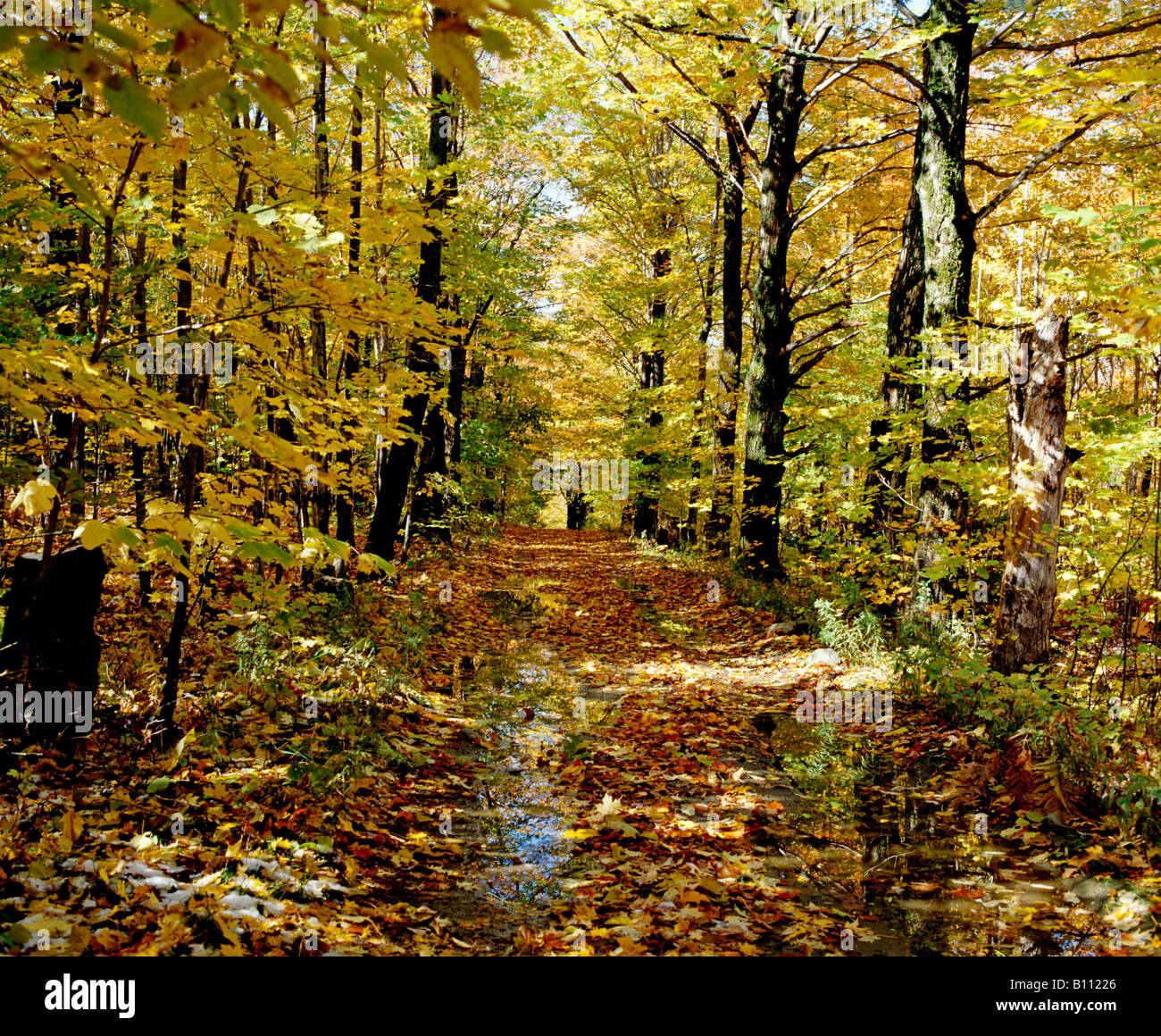 Streams through the forest hi-res stock photography and images - Alamy