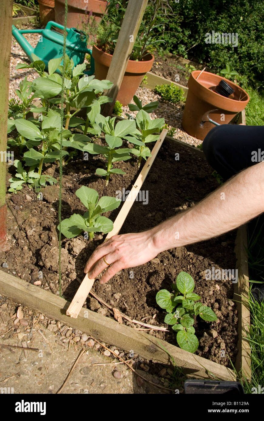 Making Broad bean frame: Step 3 Stock Photo - Alamy