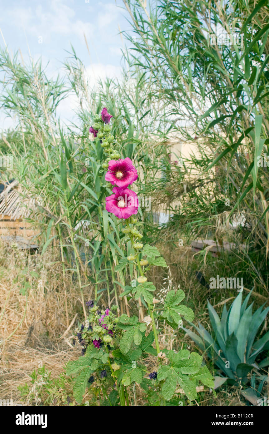 Israel Upper Galilee Bristly Hollyhock Alcea setosa spring May 2008 ...