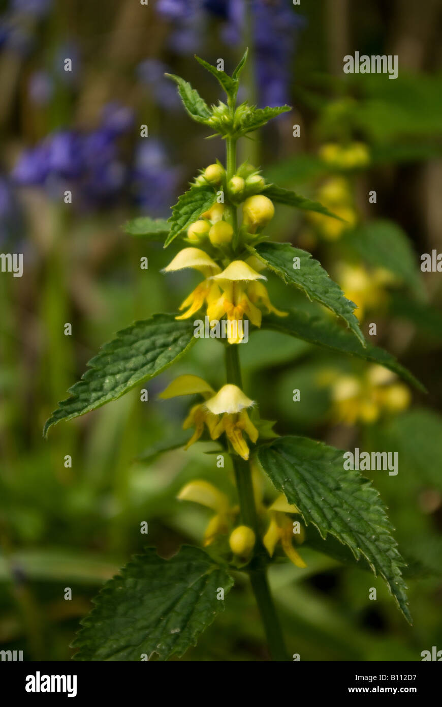Yellow Dead Nettle Stock Photos & Yellow Dead Nettle Stock Images - Alamy