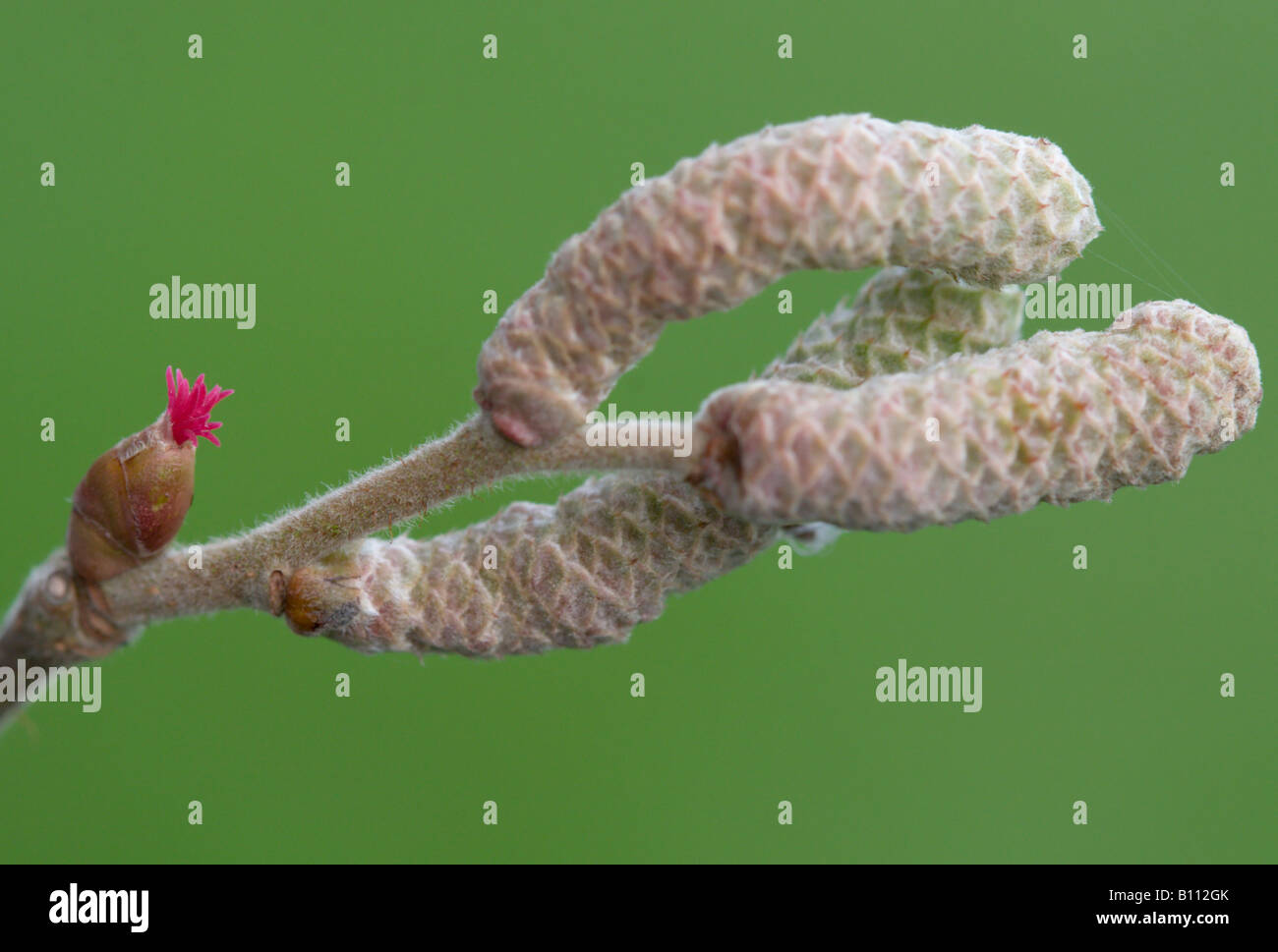 Hazel tree Corylus avellana showing red female flower and male catkin ...