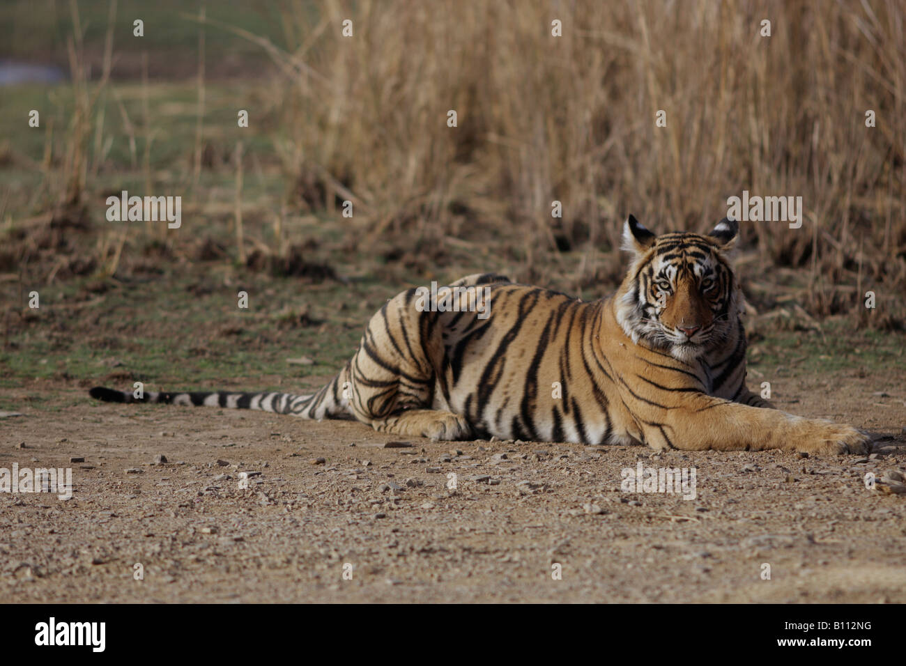 Royal Look,Bengal Tiger (Panthera Tigris Stock Photo - Alamy