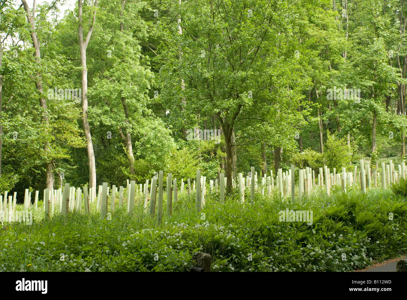 new tree plantation Stock Photo - Alamy