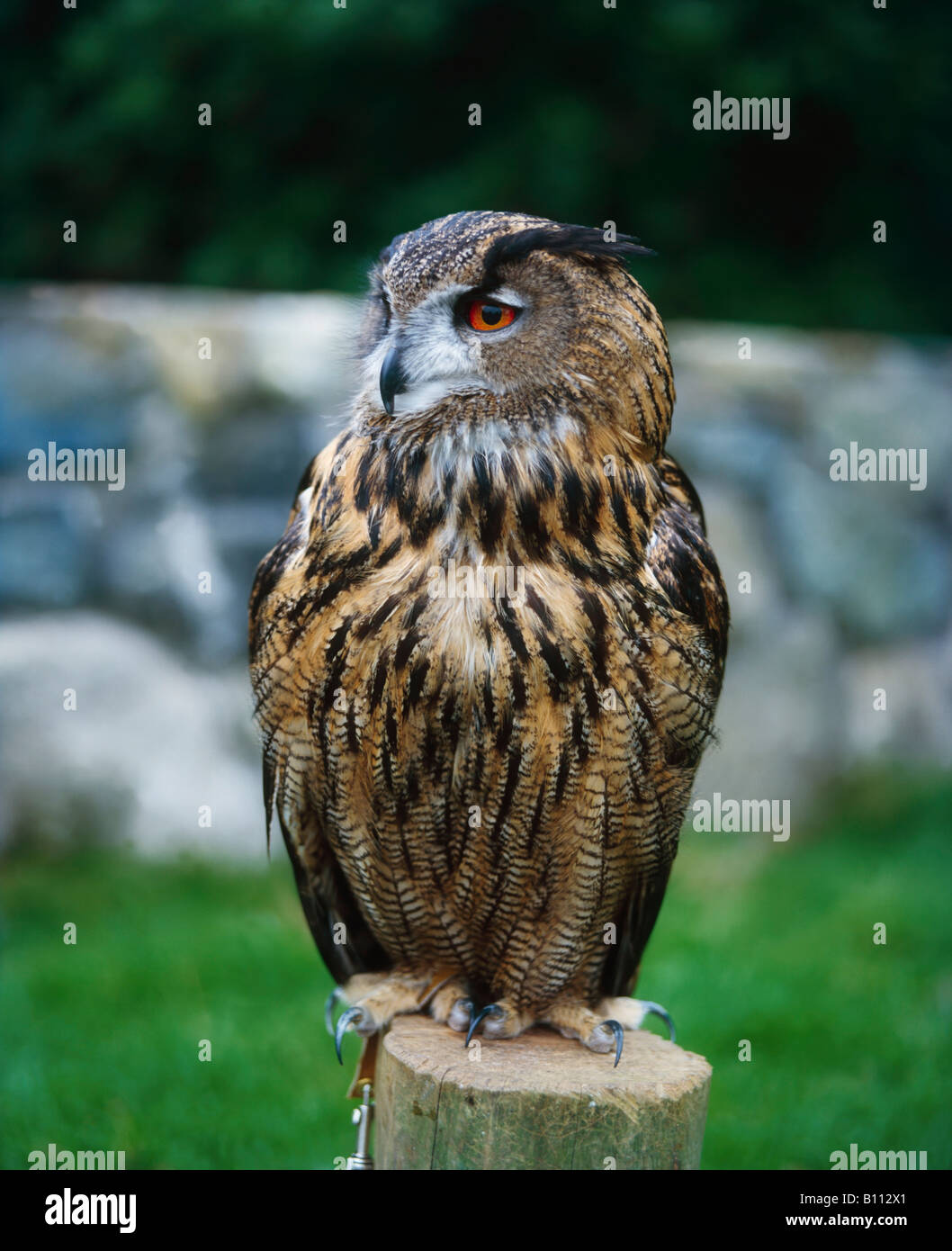 Eagleowl hi-res stock photography and images - Alamy