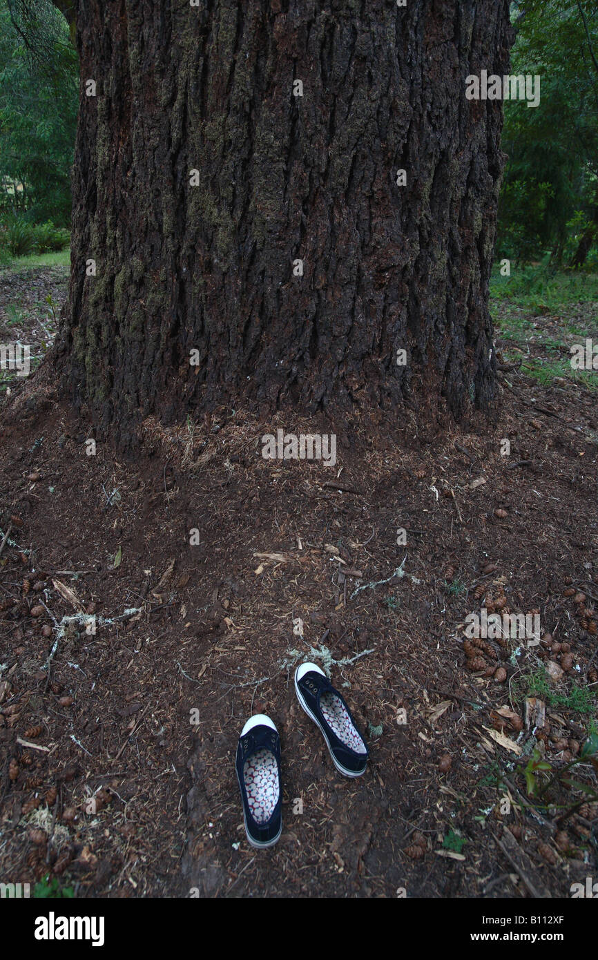 A pair of shoes at the base of a Redwood tree Stock Photo - Alamy