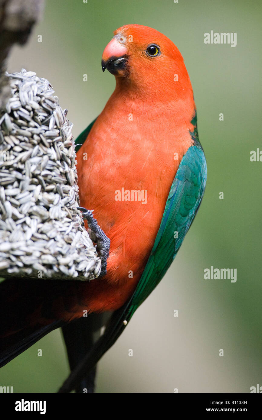 Australian bell bird hi-res stock photography and images - Alamy