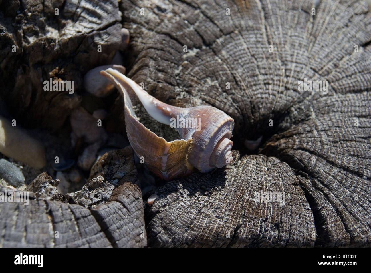 Photograph of a sea shell on top of a wooden piling from a pier Stock ...