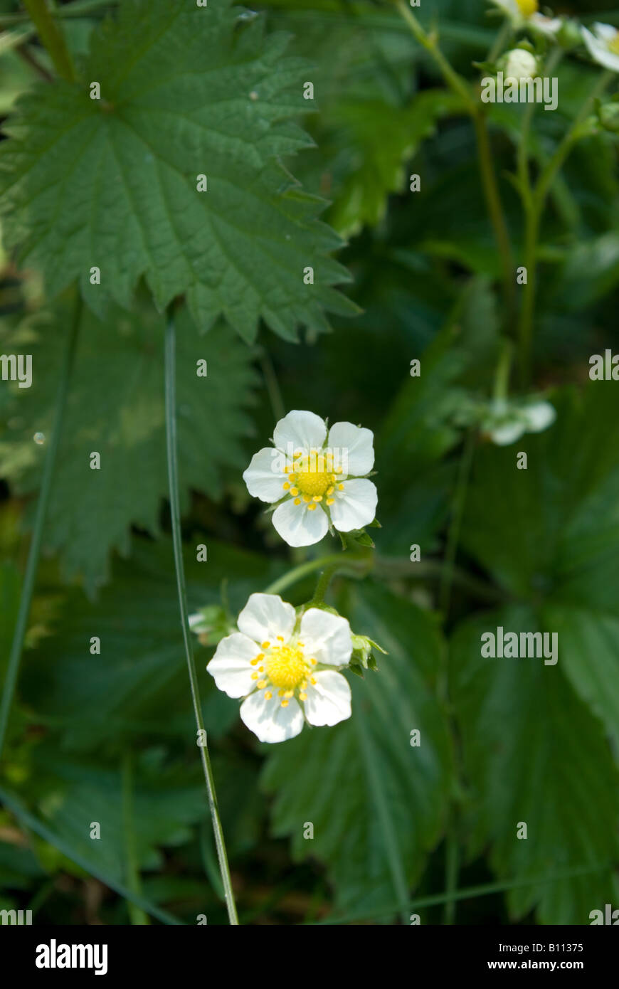 Strawberry plant flowers Stock Photo - Alamy
