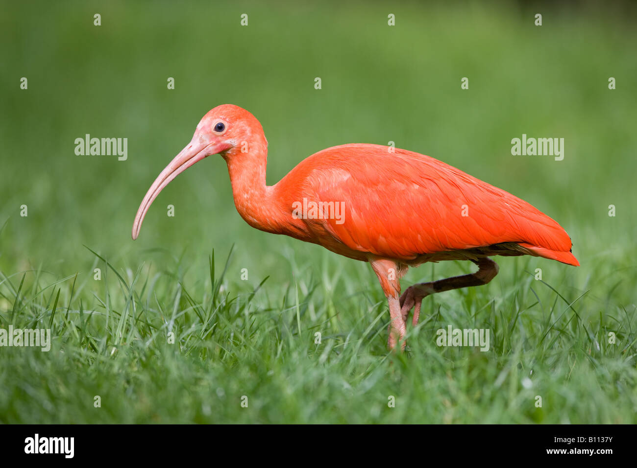 Scarlet Ibis - Eudocimus ruber Stock Photo - Alamy