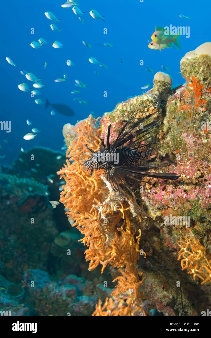 juvenile Lionfish on Corals Pterois volitans Indian Ocean Maldives ...