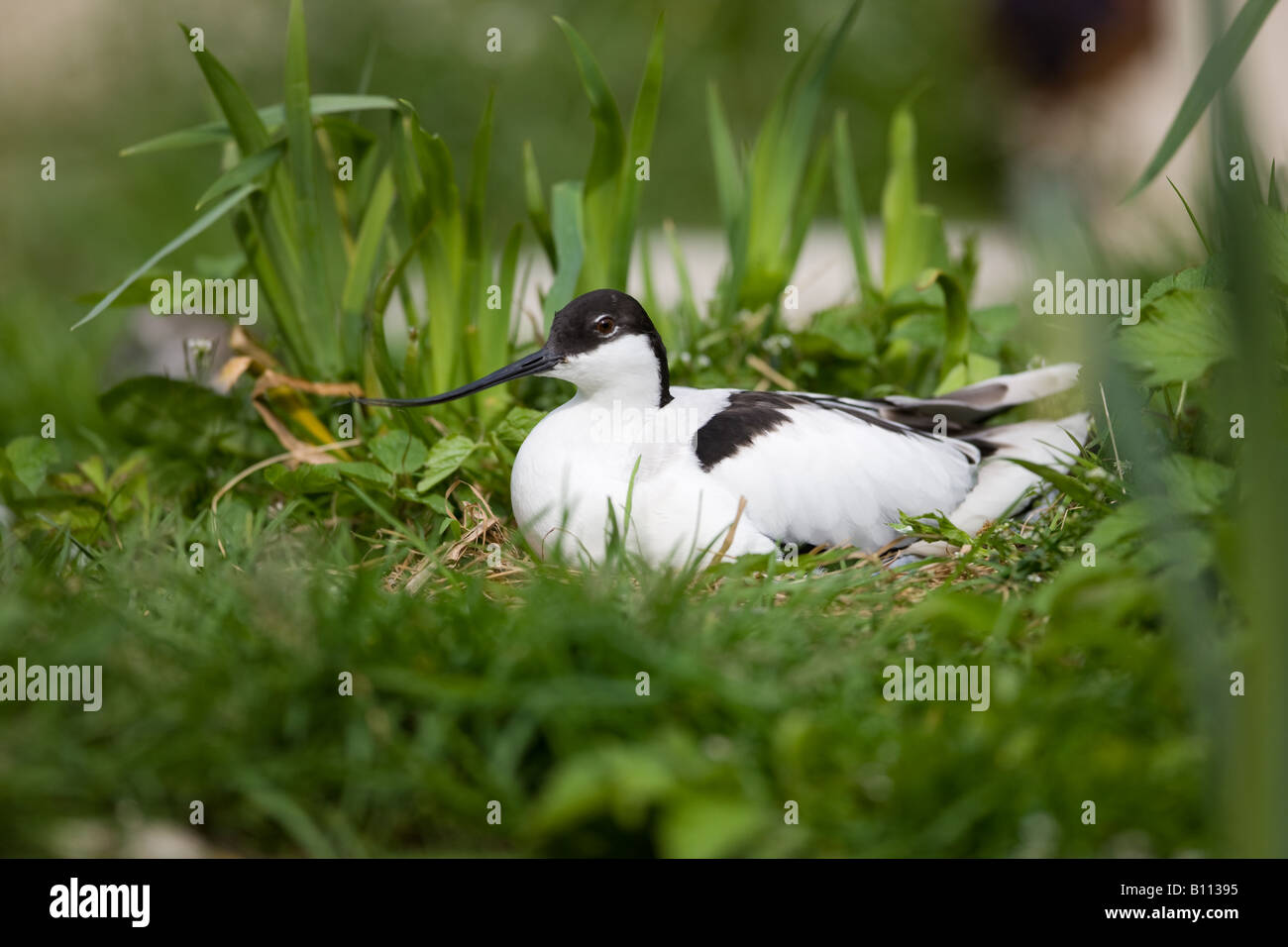 Pied avocet breeding - Recurvirostra avosetta Stock Photo - Alamy