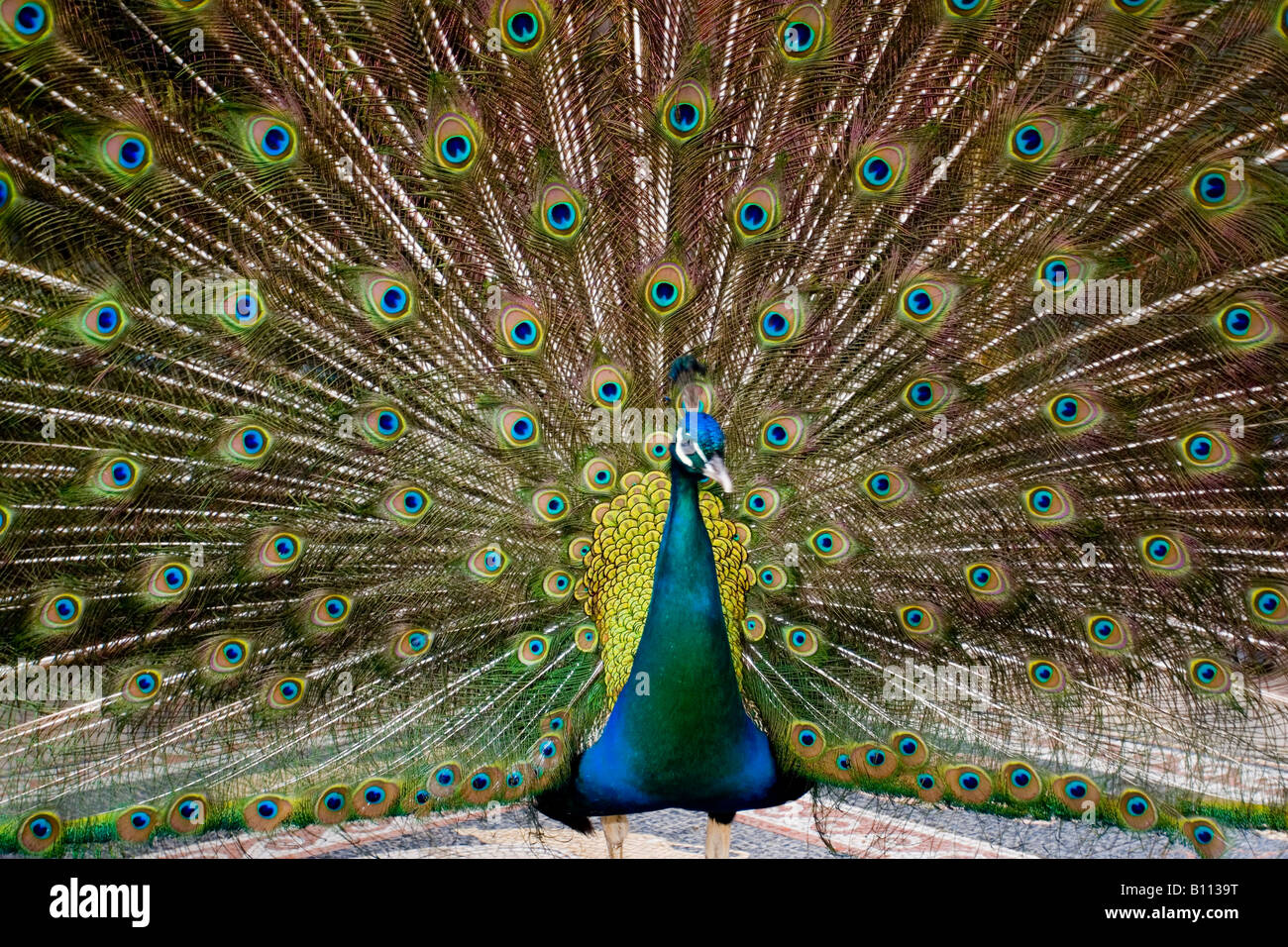 Indian Blue Peacock spreading the tail Stock Photo - Alamy