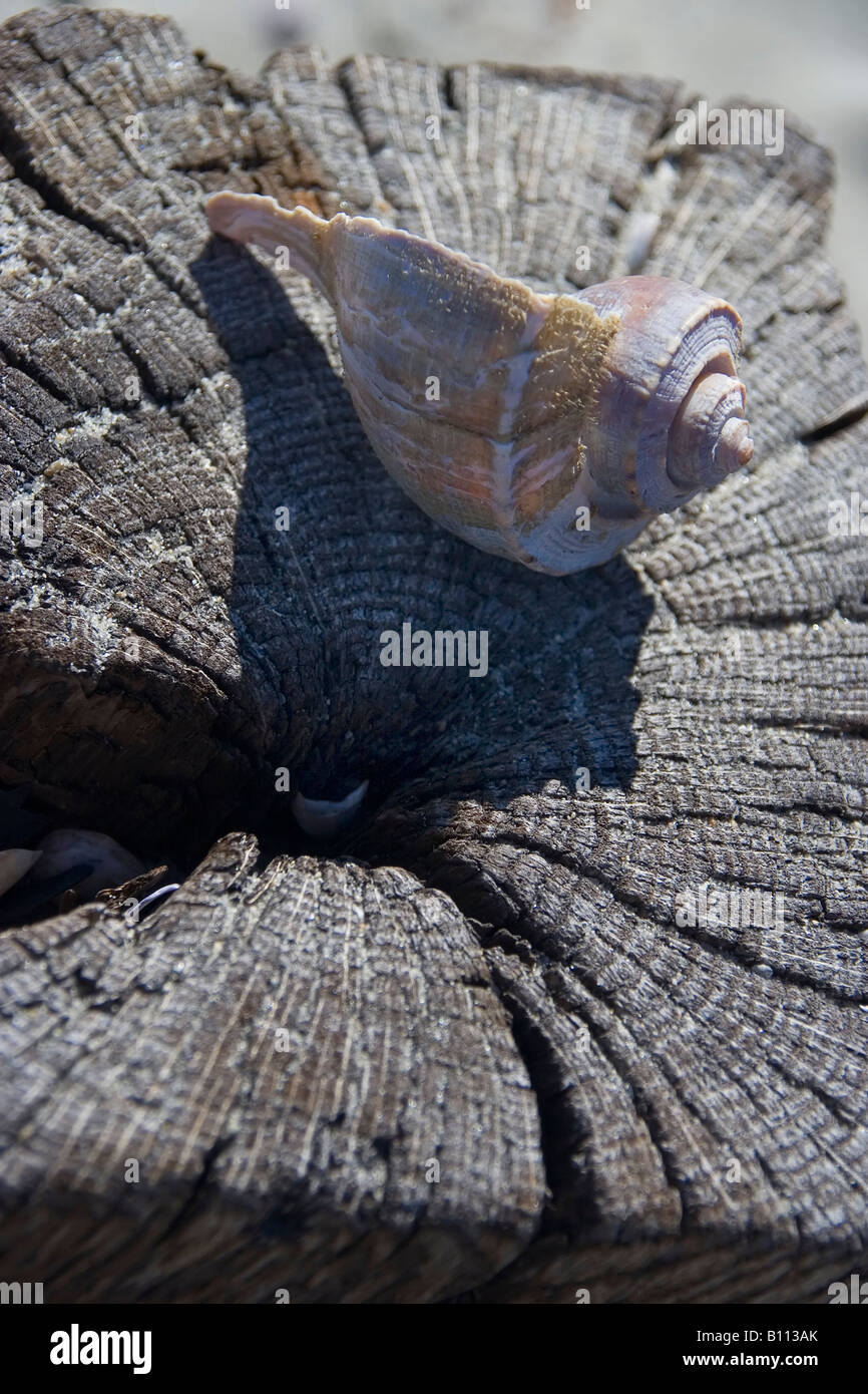 Photograph of a sea shell on top of a wooden piling from a pier Stock ...