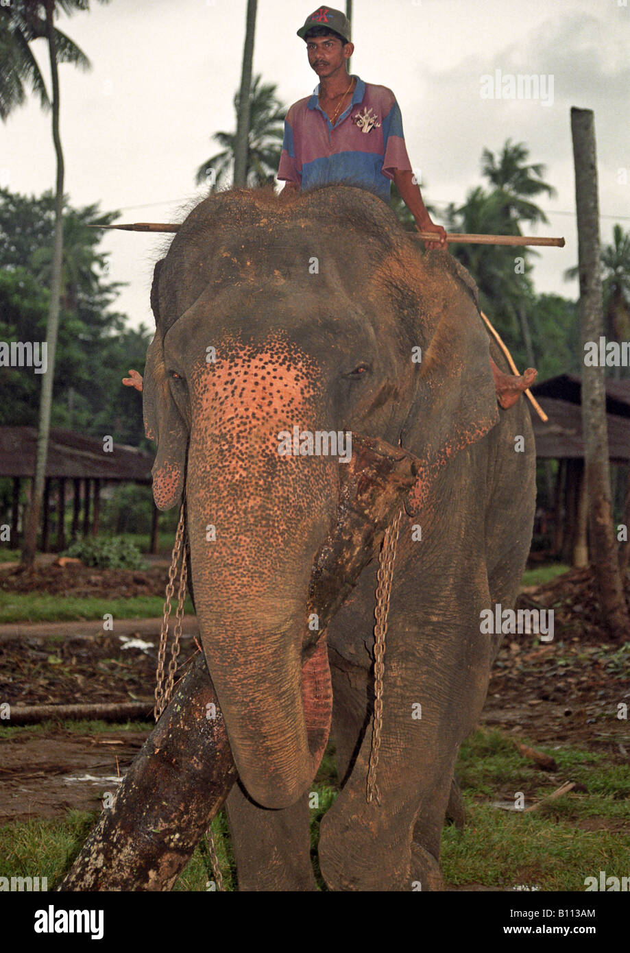 Elephant and Handler, Pinnawela Elephant Sanctuary Stock Photo - Alamy