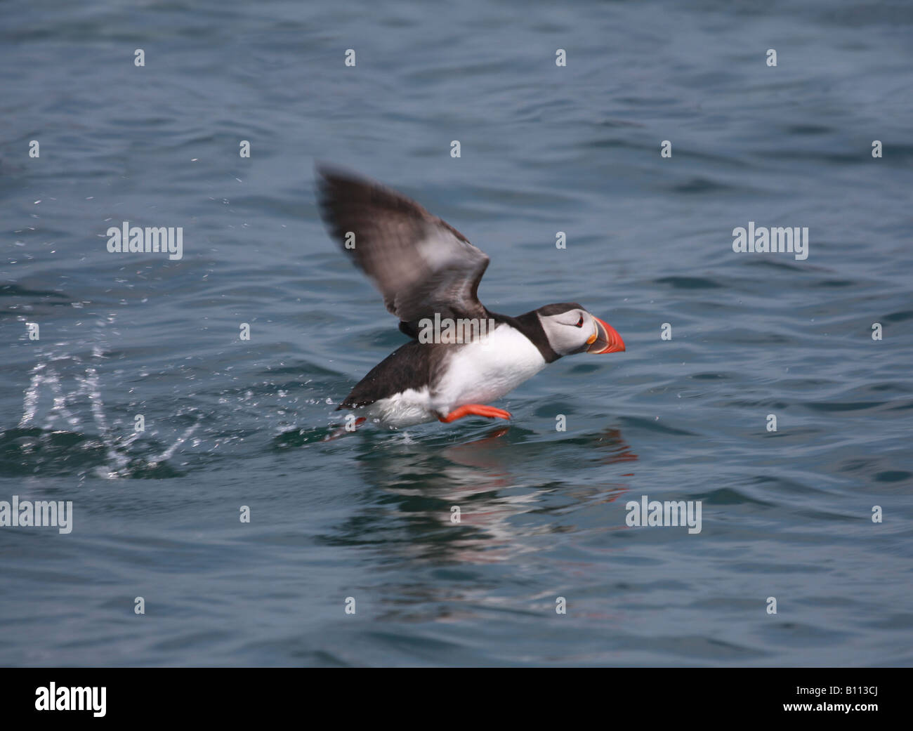 Bird birds flight fly flying puffin puffins wildlife hi-res stock ...