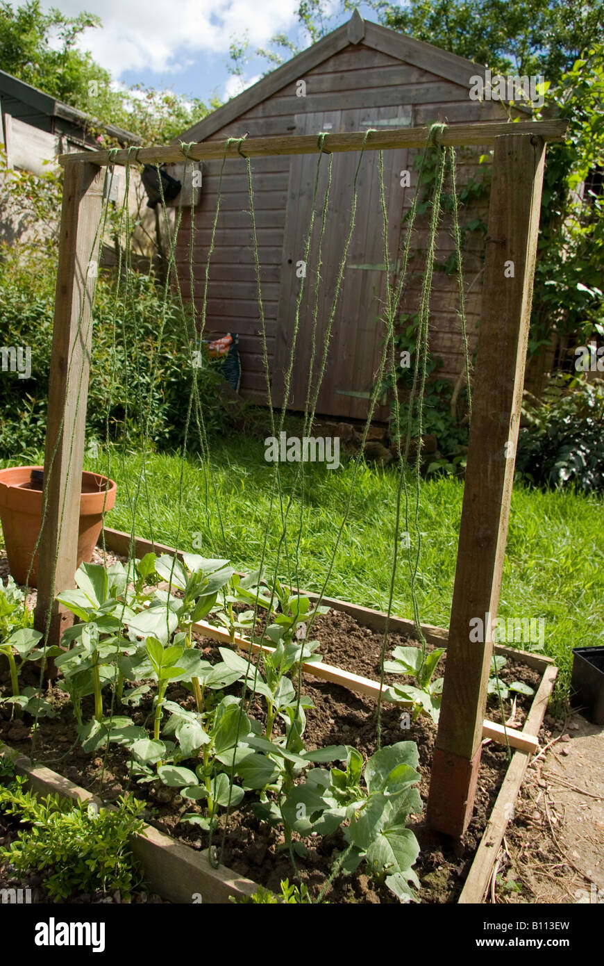 Making Broad bean frame: Step 7 Stock Photo - Alamy
