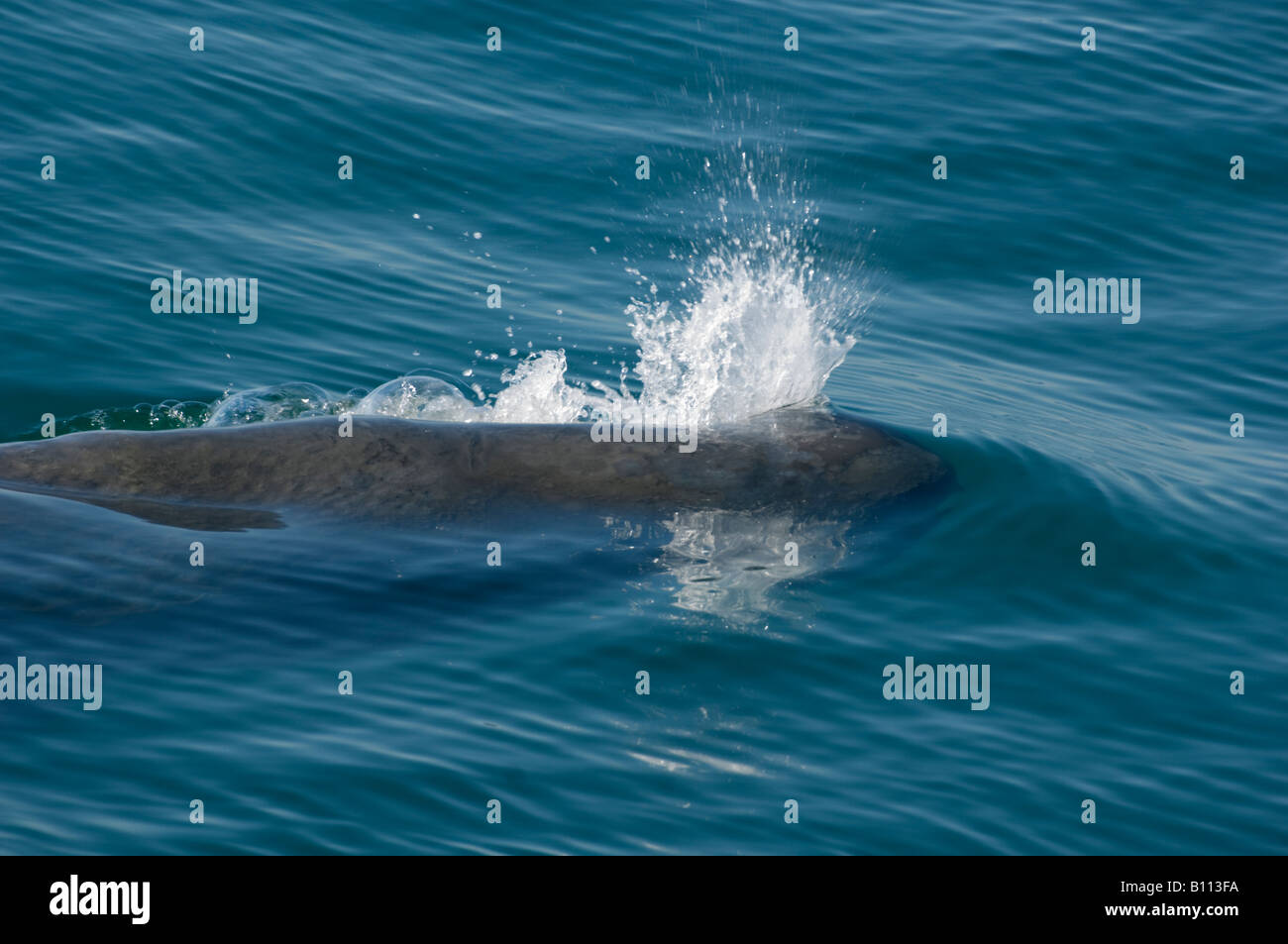 Sperm whale blowing hi-res stock photography and images - Alamy