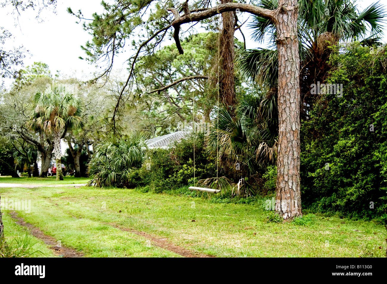 Old rope swing hanging from a tree next to trees Stock Photo - Alamy