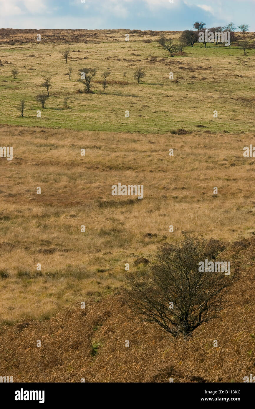Molland common hi-res stock photography and images - Alamy