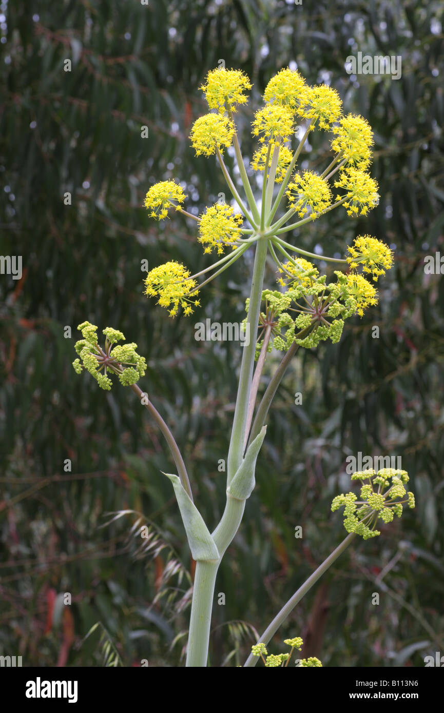 Giant Fennel - Ferula communis Stock Photo - Alamy