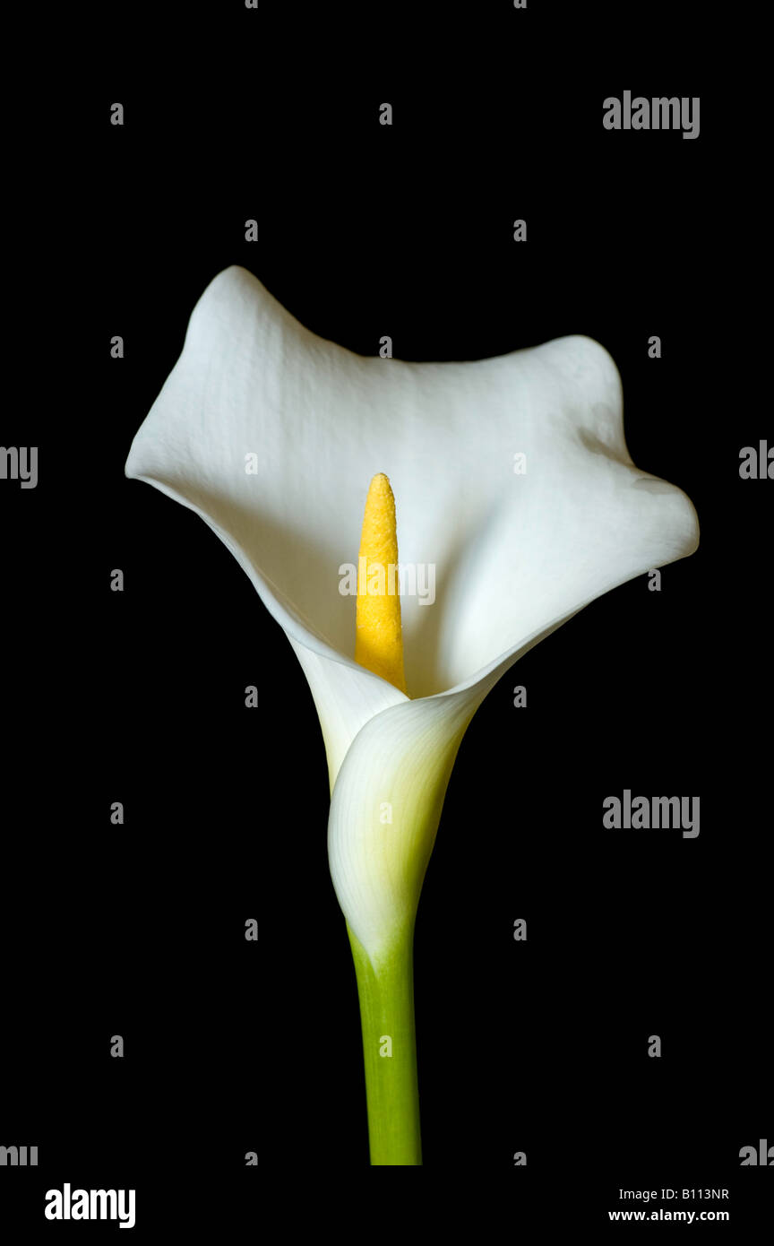 Single flower of white Zantedeschia Stock Photo - Alamy