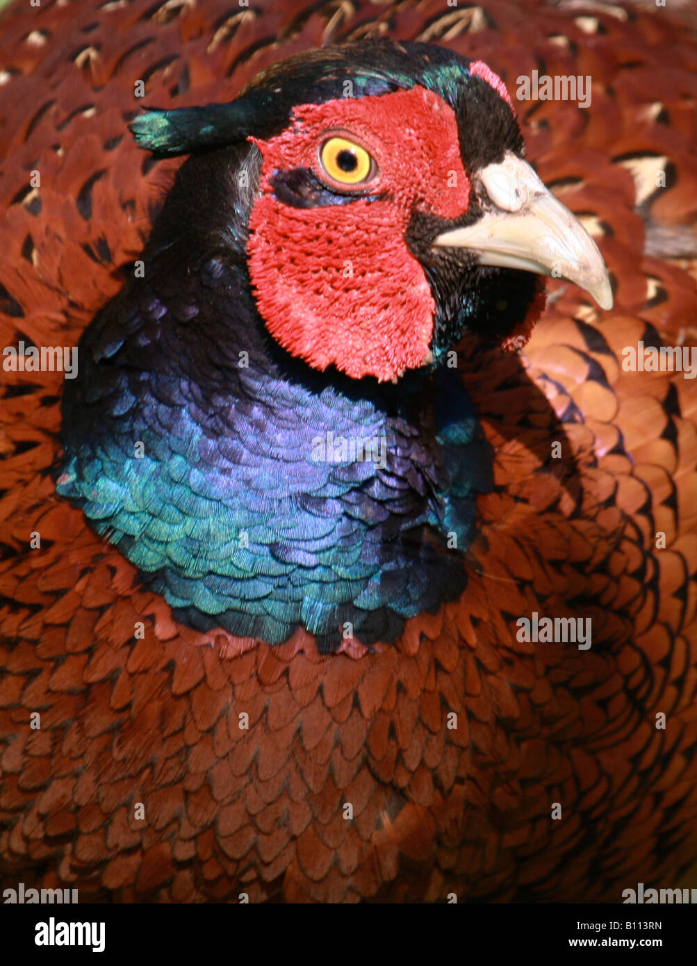 Male Pheasant portrait Stock Photo - Alamy