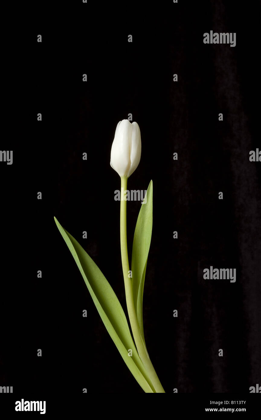 Single flower stem hi-res stock photography and images - Alamy